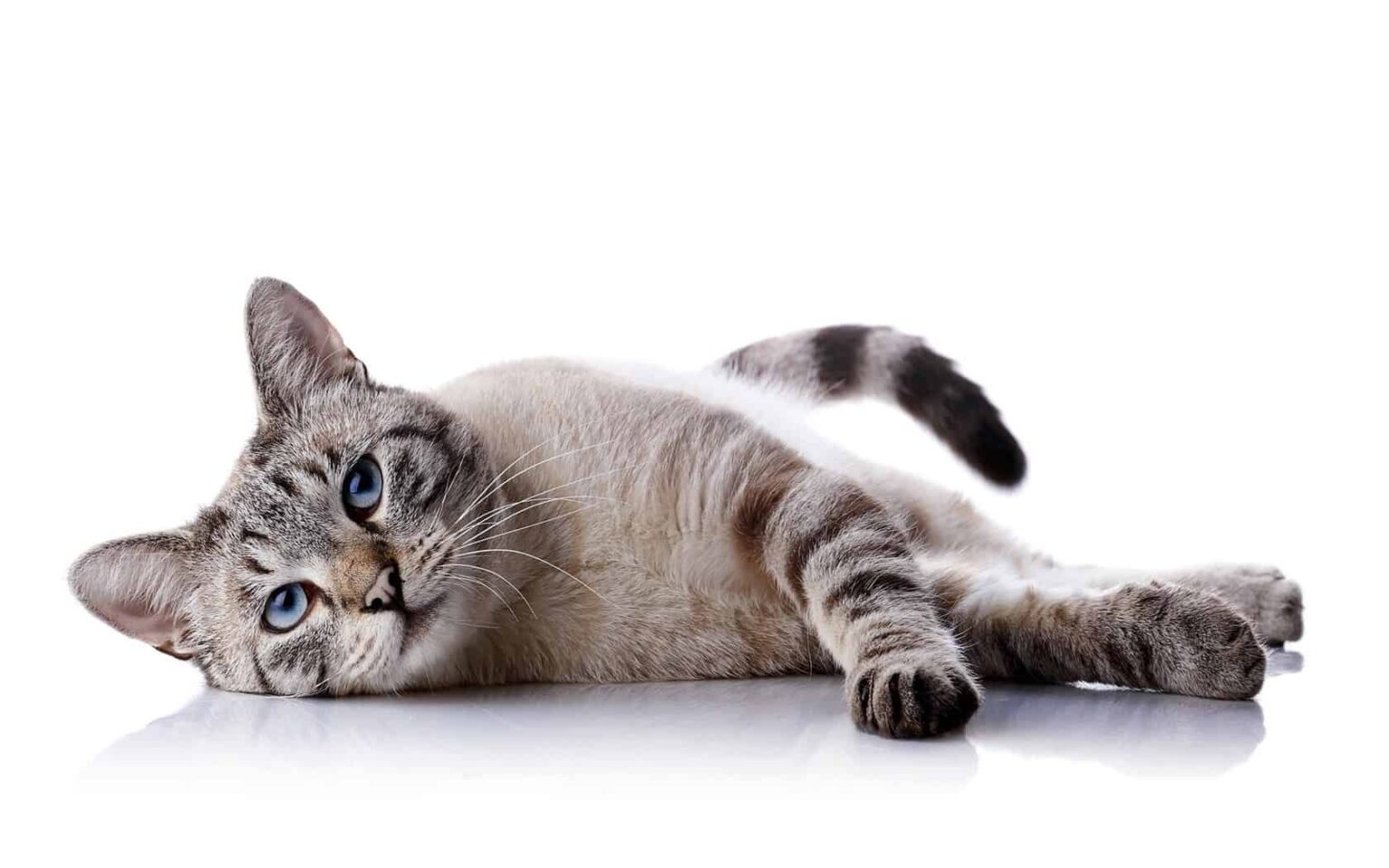 Our Adoptable Cats • Trenton Cats Rescue